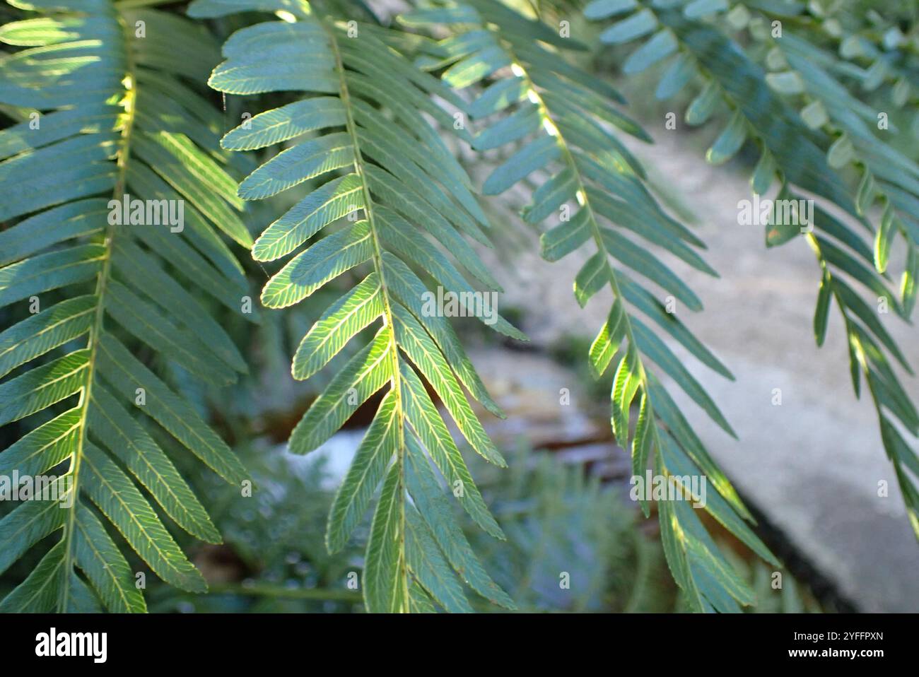 king fern (Todea barbara Stock Photo - Alamy