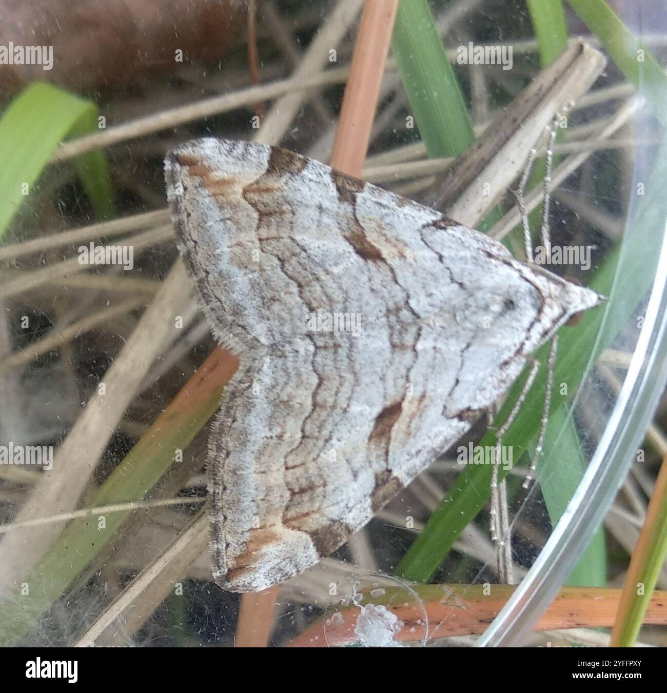 Treble Bar (Aplocera plagiata Stock Photo - Alamy