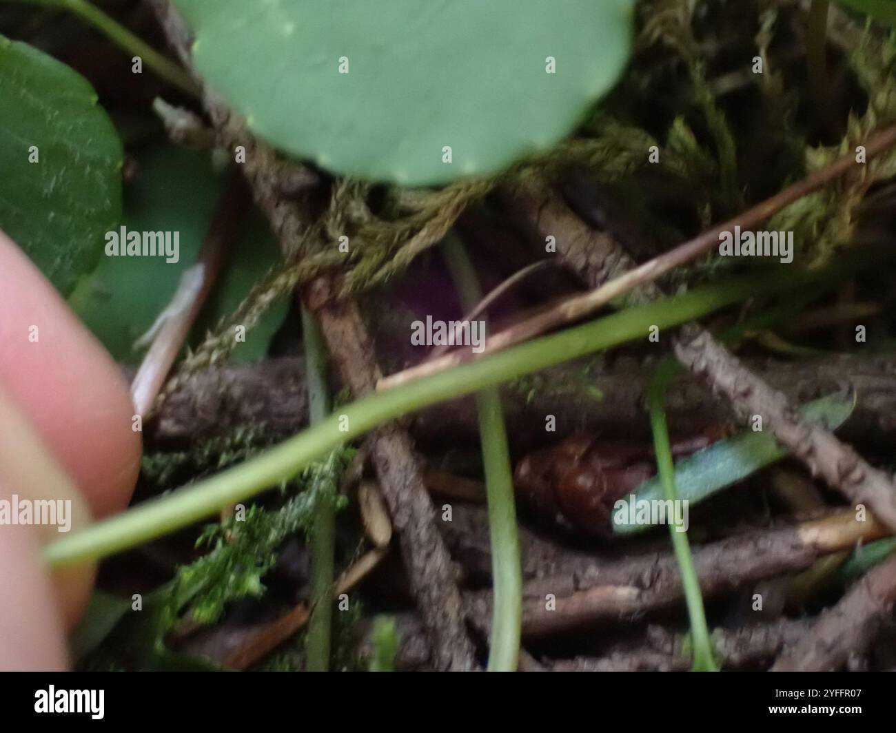 Redwood Violet (Viola sempervirens Stock Photo - Alamy
