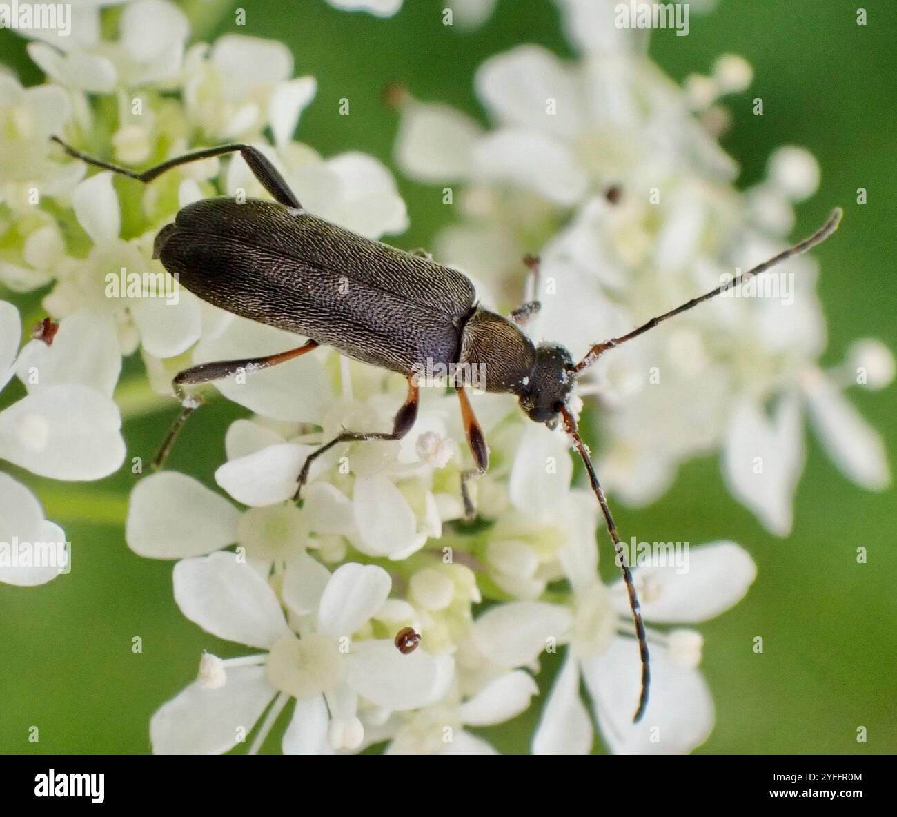 common grammoptera (Grammoptera ruficornis Stock Photo - Alamy