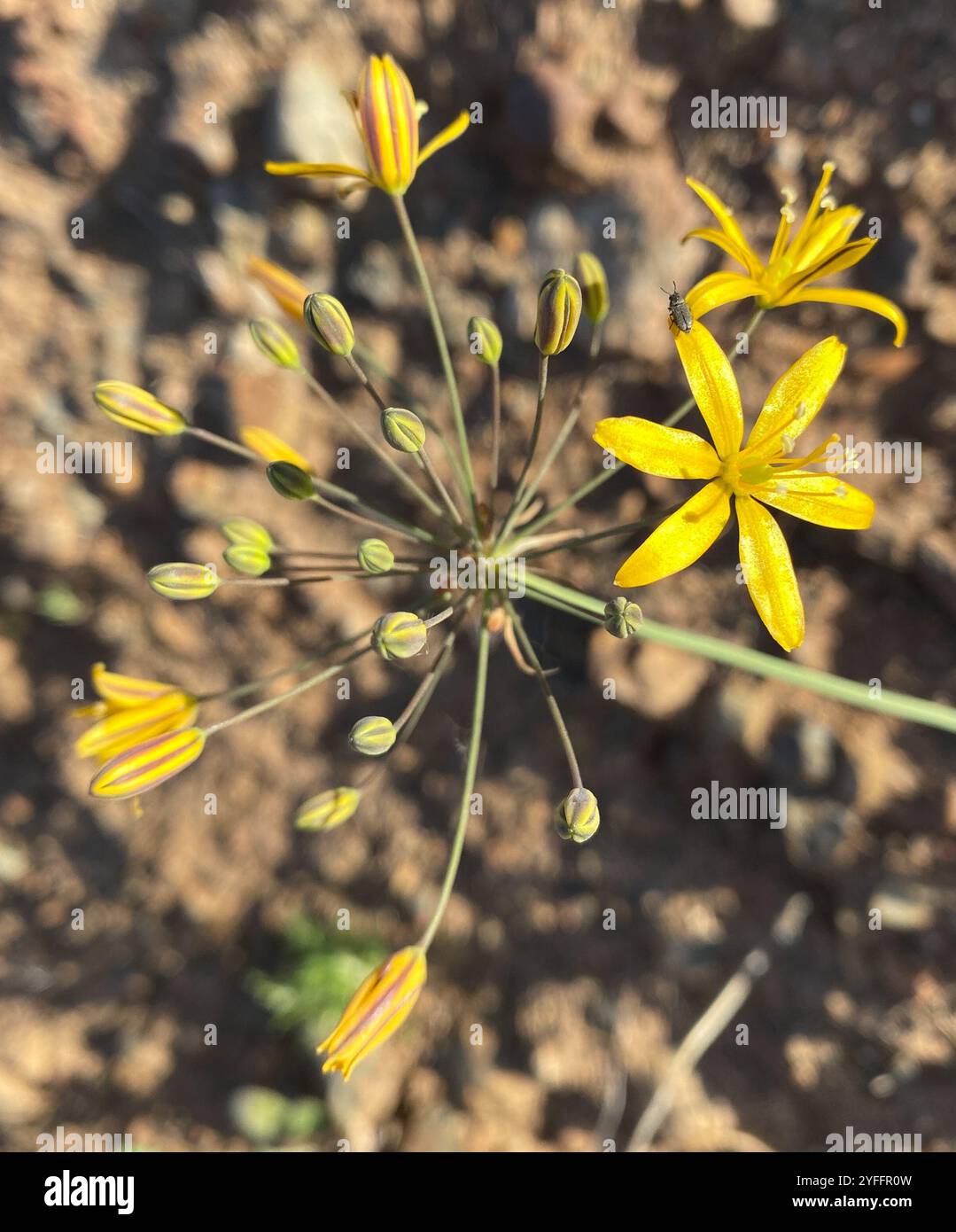 Bloomeria hi-res stock photography and images - Alamy