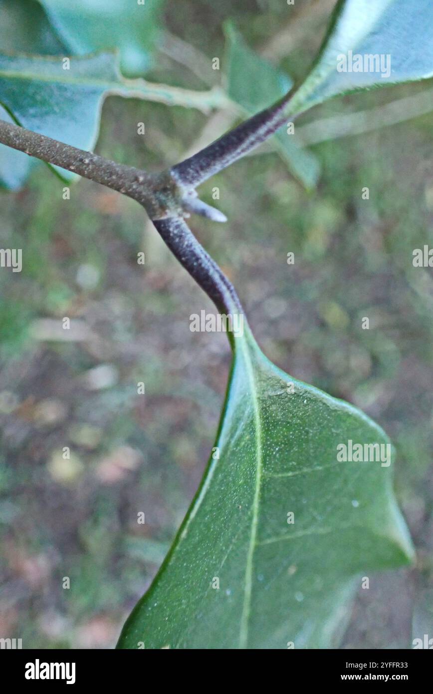 Ironwood (Olea capensis macrocarpa Stock Photo - Alamy