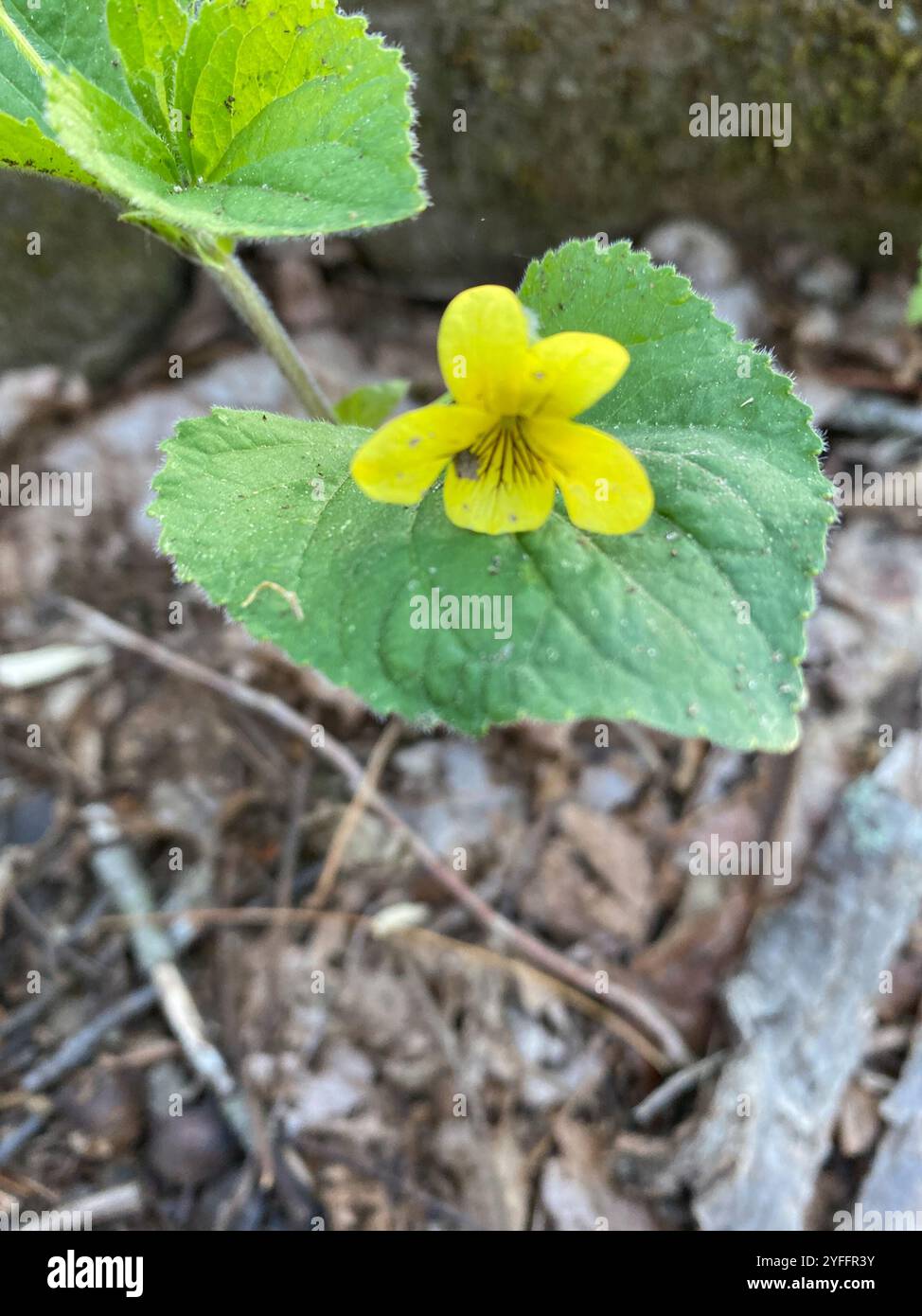 Viola pubescens hi-res stock photography and images - Alamy