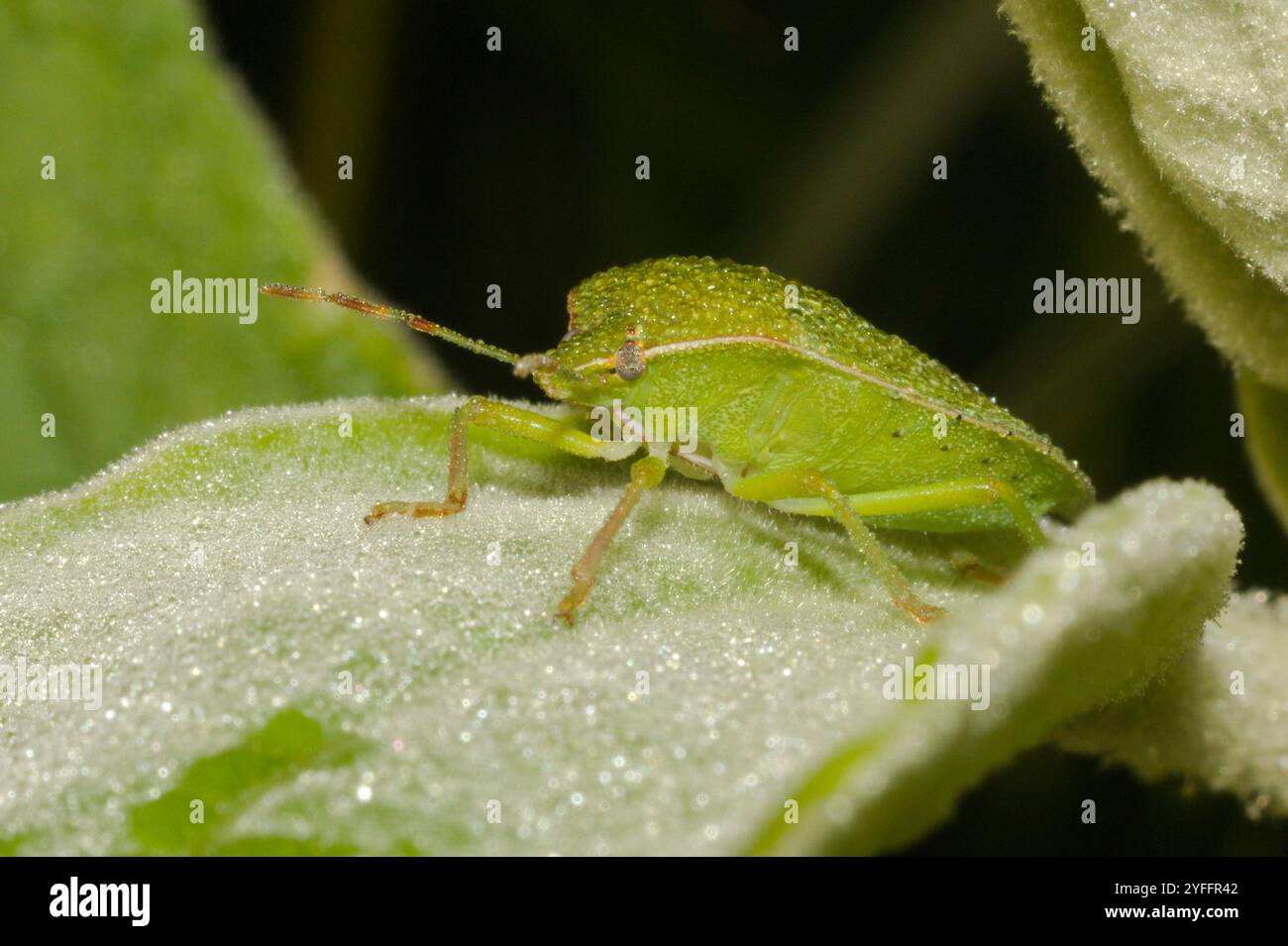 Southern Green Stink Bug (Nezara viridula Stock Photo - Alamy