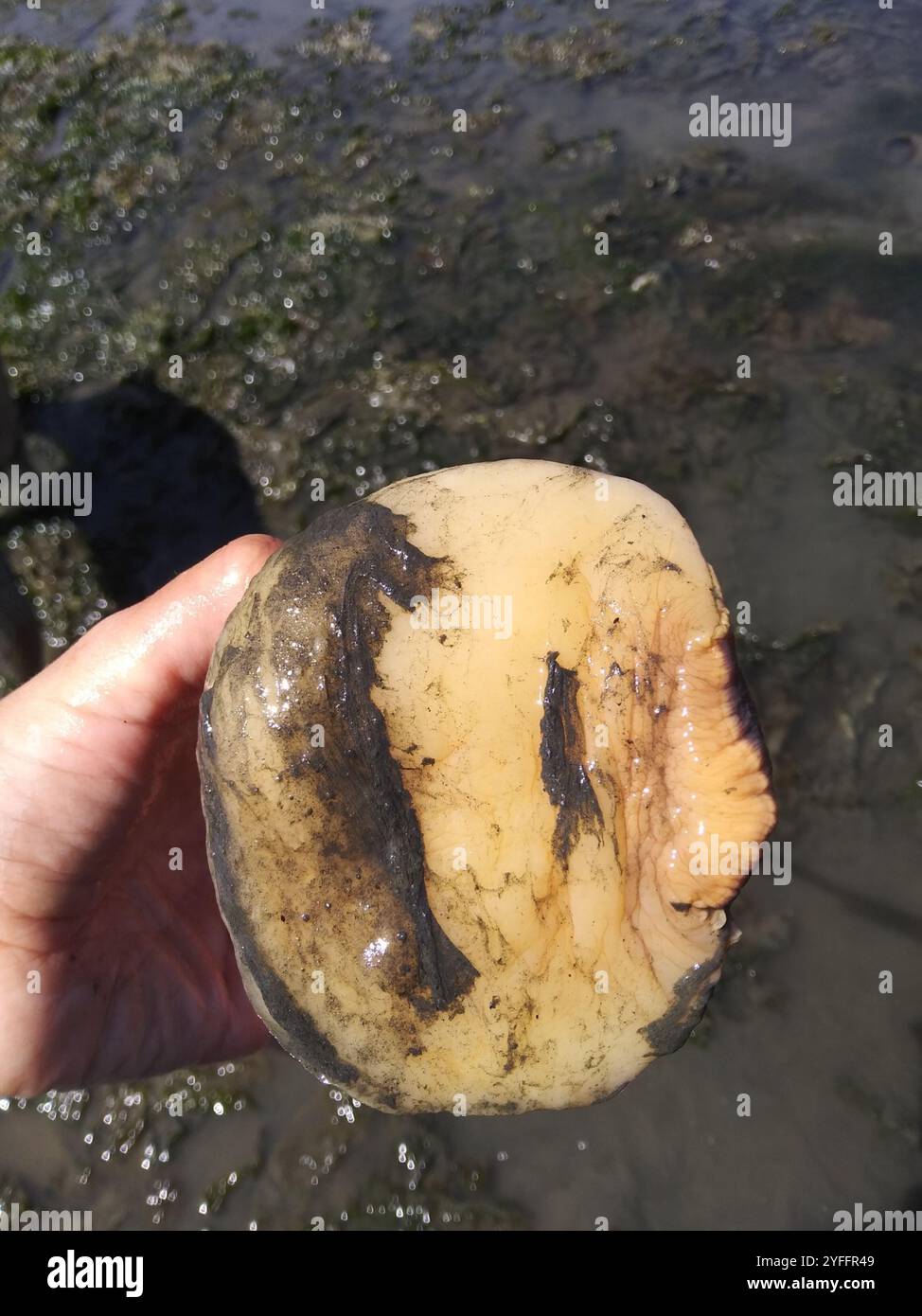 Lewis's Moon Snail (Neverita lewisii Stock Photo - Alamy