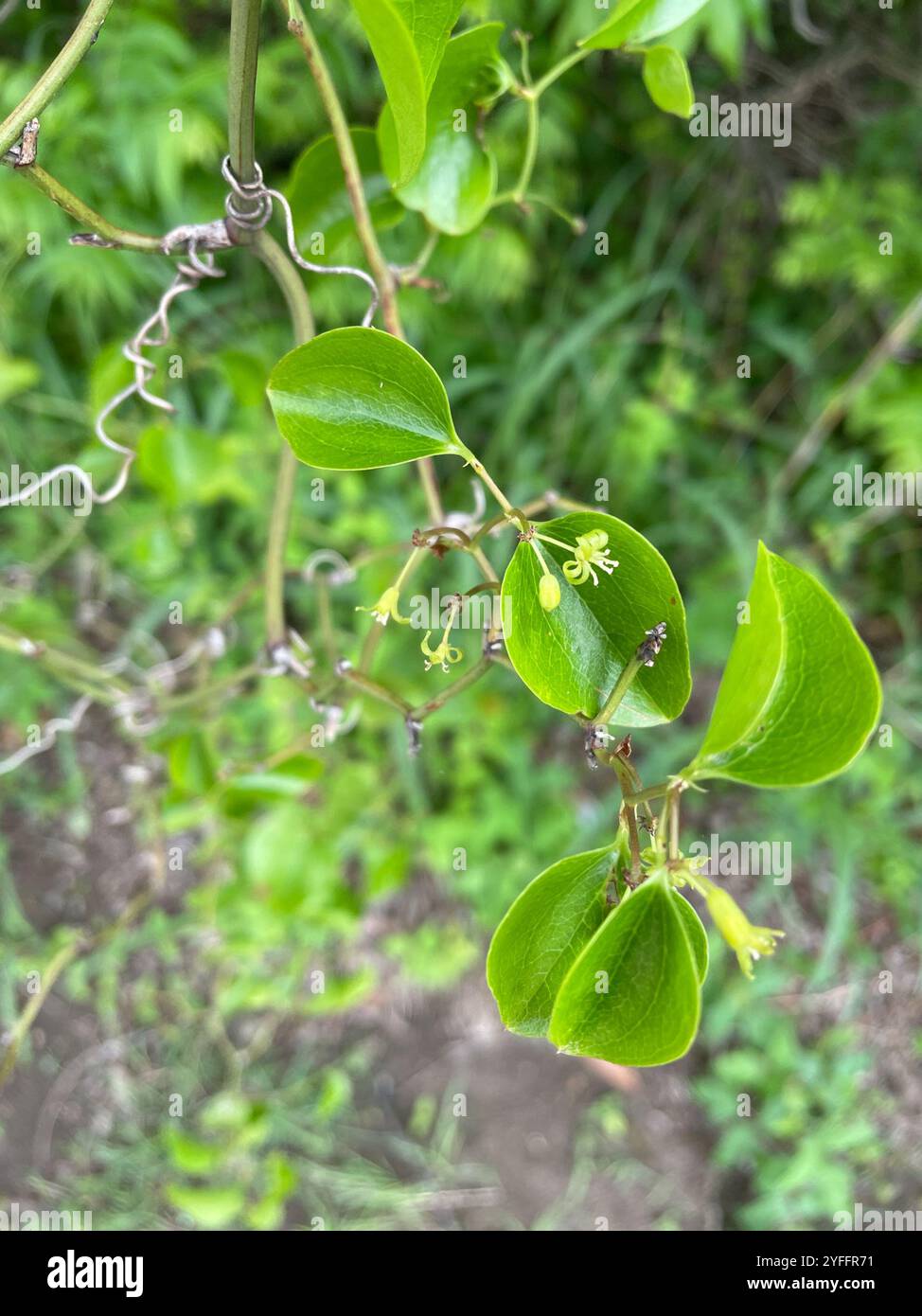 roundleaf greenbrier (Smilax rotundifolia Stock Photo - Alamy