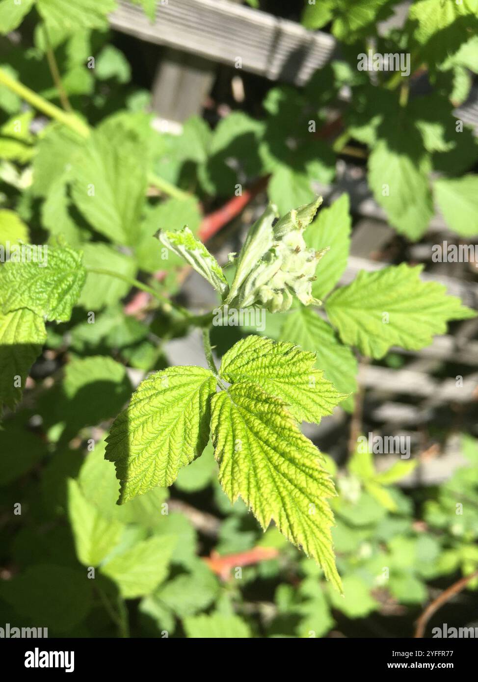black raspberry (Rubus occidentalis Stock Photo - Alamy