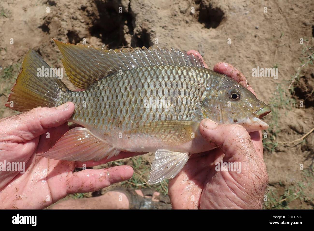 Redbreast Tilapia (Coptodon rendalli Stock Photo - Alamy