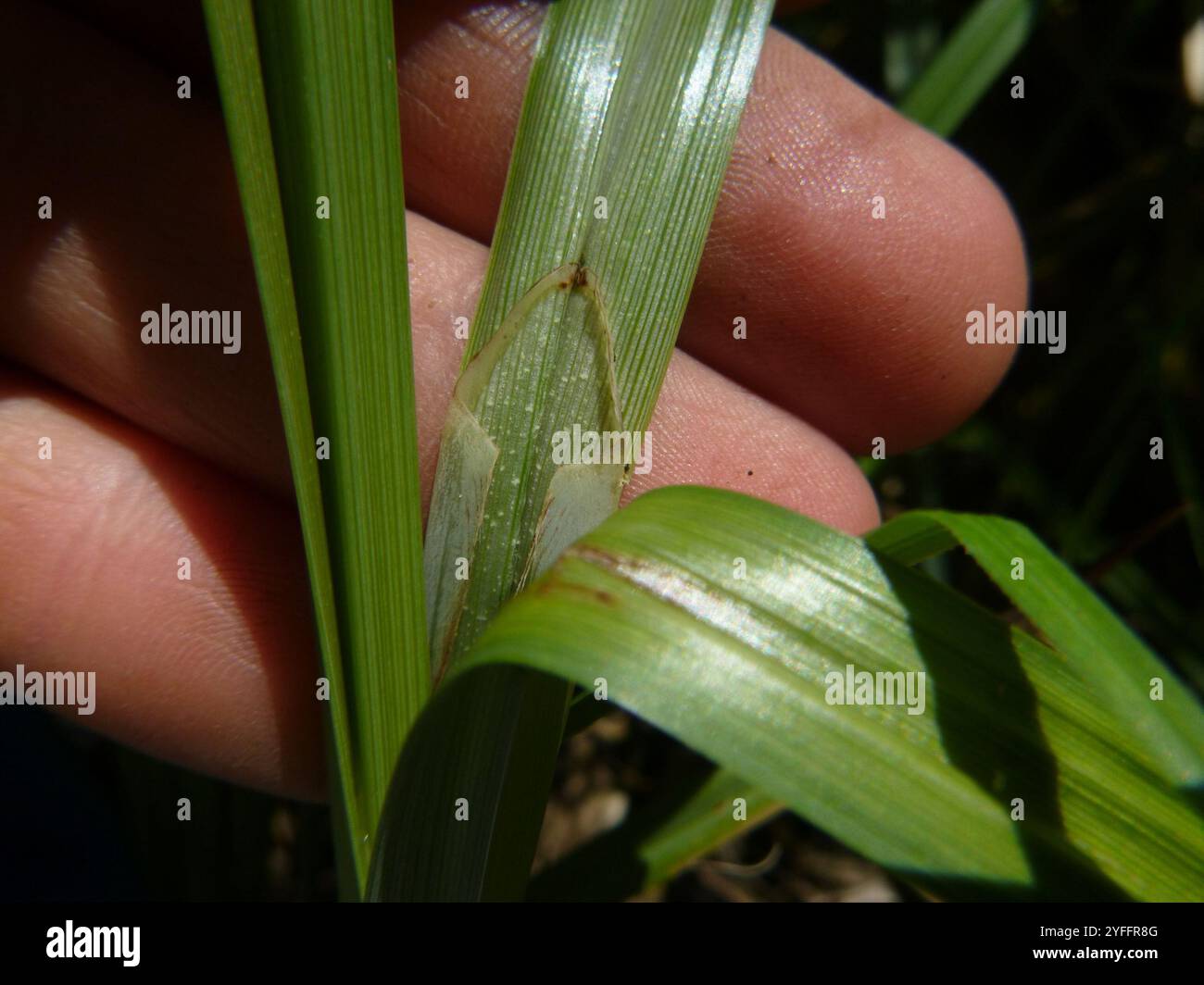 lesser pond sedge (Carex acutiformis Stock Photo - Alamy