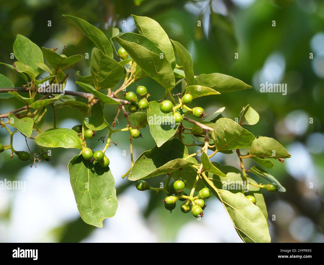 Clammy Cherry (Cordia dichotoma Stock Photo - Alamy