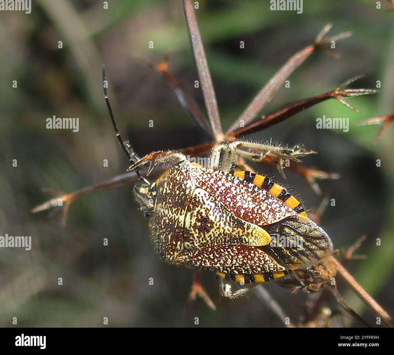 Sunflower Seed Bug (Agonoscelis versicoloratus Stock Photo - Alamy