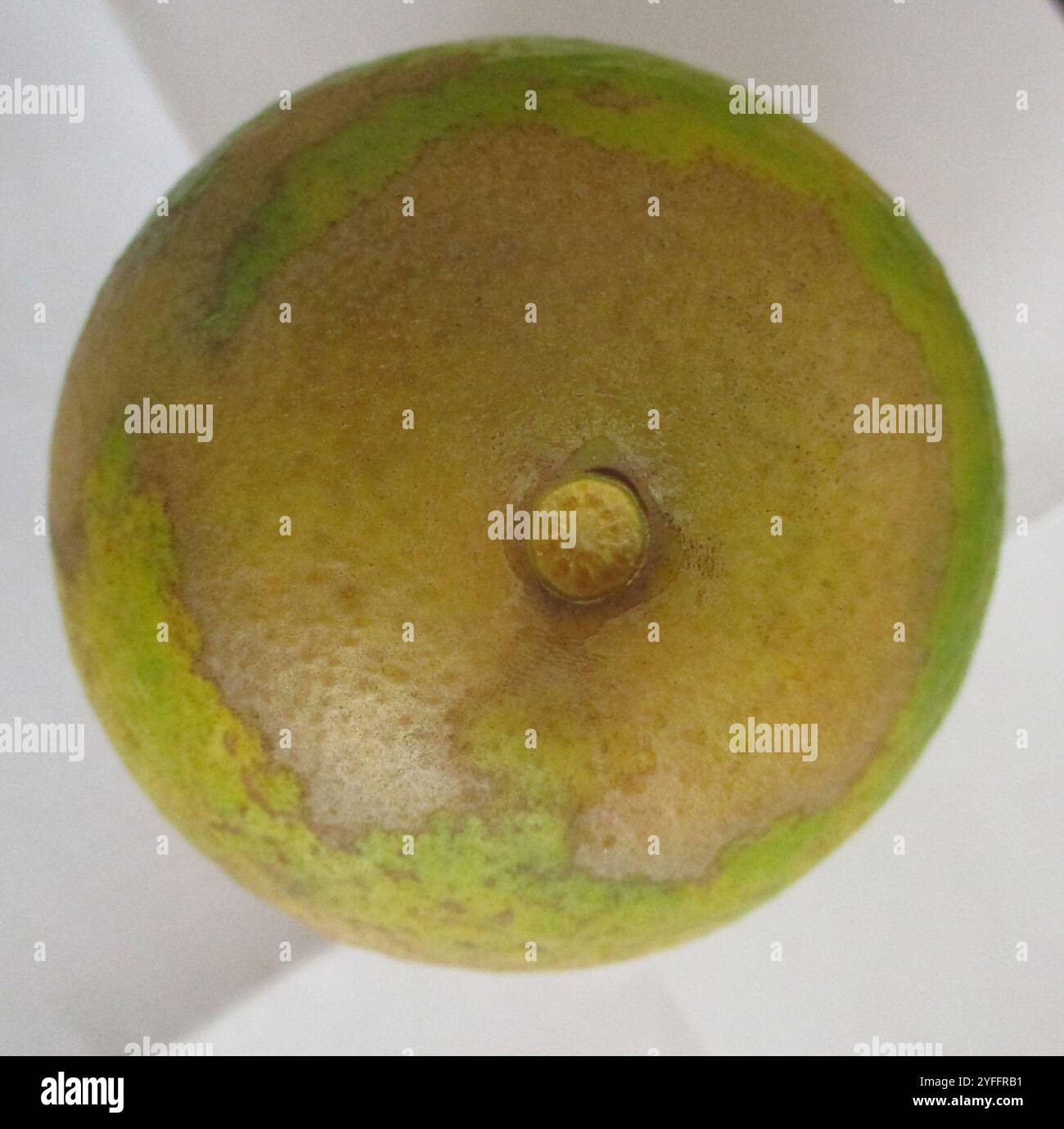 Citrus Rust Mite (Phyllocoptruta oleivora Stock Photo - Alamy