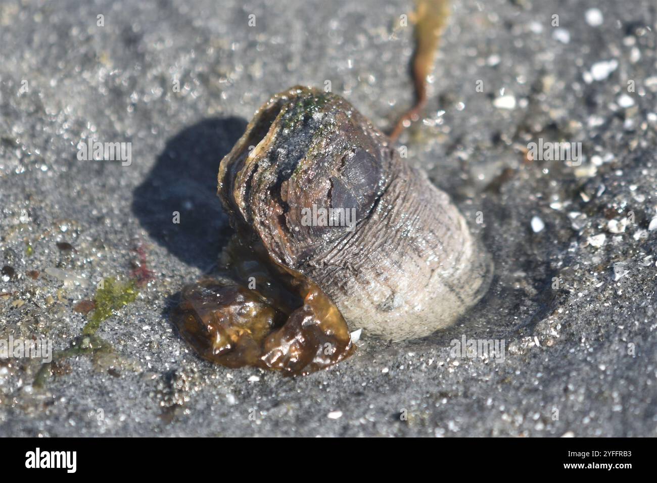 Tresus hi-res stock photography and images - Alamy