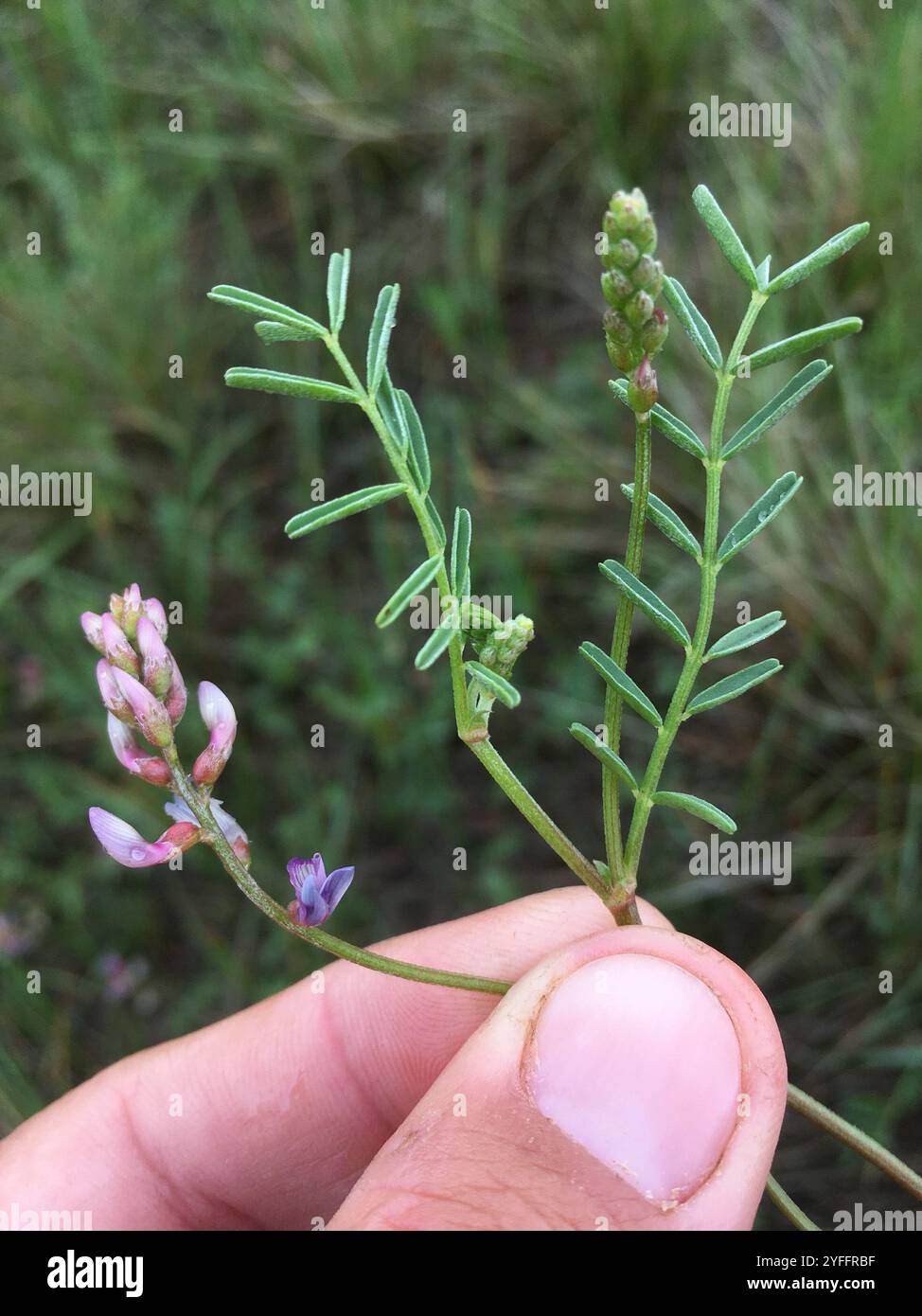 Slender Milkvetch (Astragalus gracilis Stock Photo - Alamy