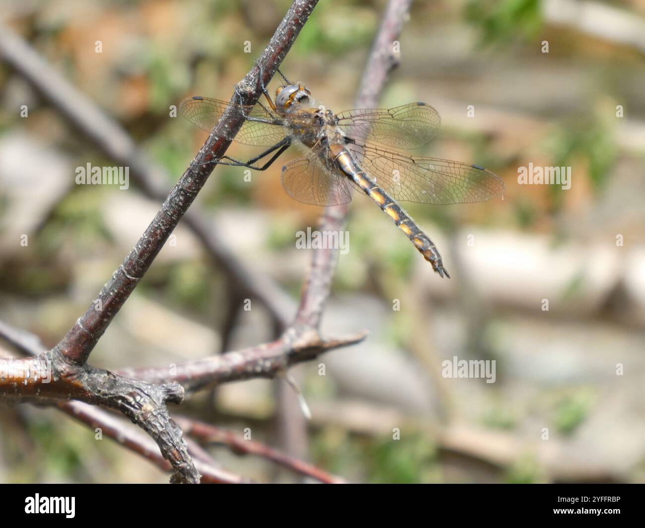 Beaverpond Baskettail (Epitheca canis Stock Photo - Alamy