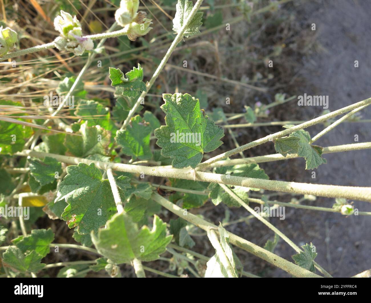 southern coastal bushmallow (Malacothamnus fasciculatus Stock Photo - Alamy