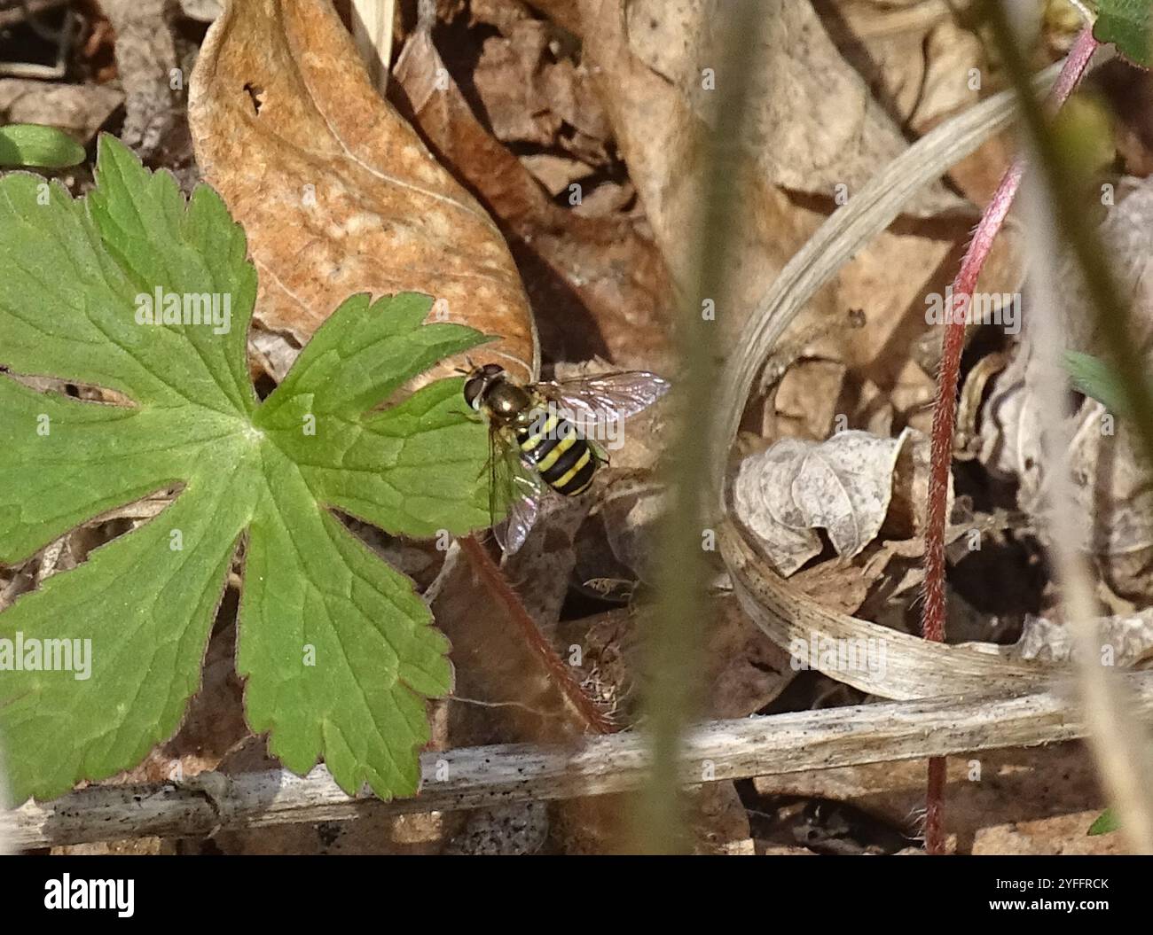 Long-tailed Aphideater Complex (Eupeodes americanus Stock Photo - Alamy