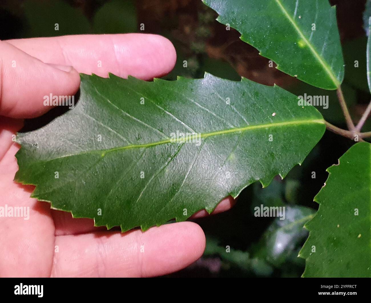 five finger (Pseudopanax arboreus Stock Photo - Alamy