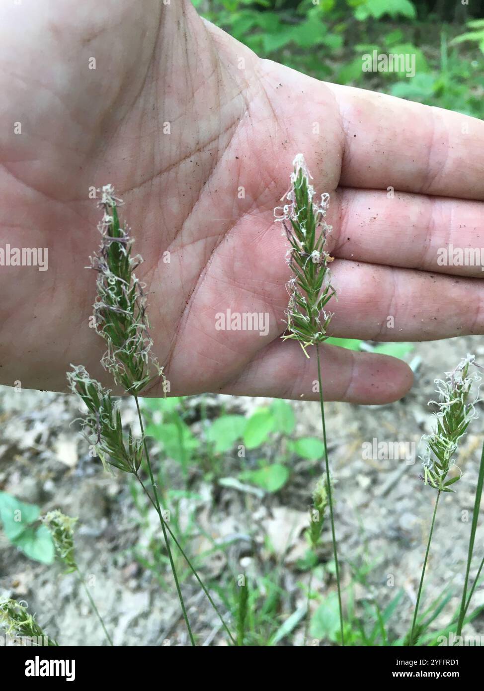 sweet vernal grass (Anthoxanthum odoratum Stock Photo - Alamy