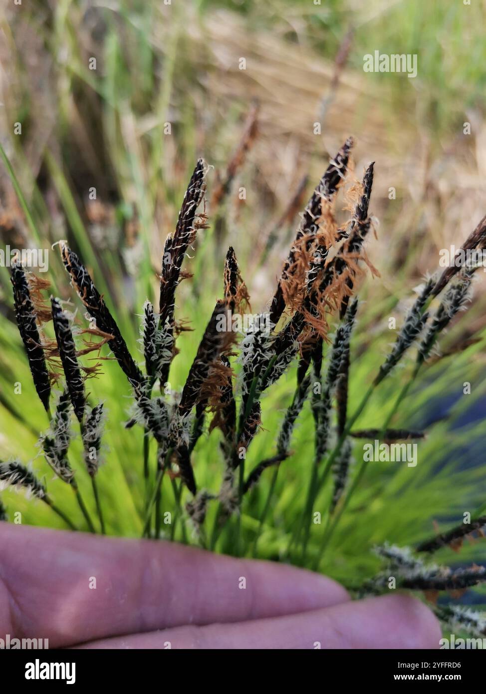 Smooth black sedge carex hi-res stock photography and images - Alamy