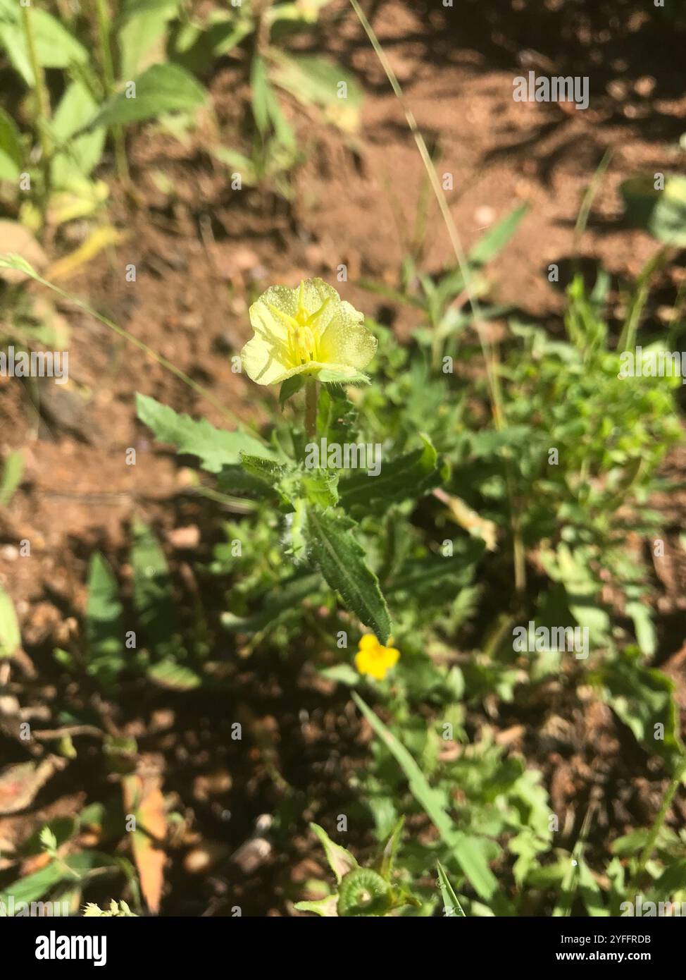 cutleaf evening primrose (Oenothera laciniata Stock Photo - Alamy