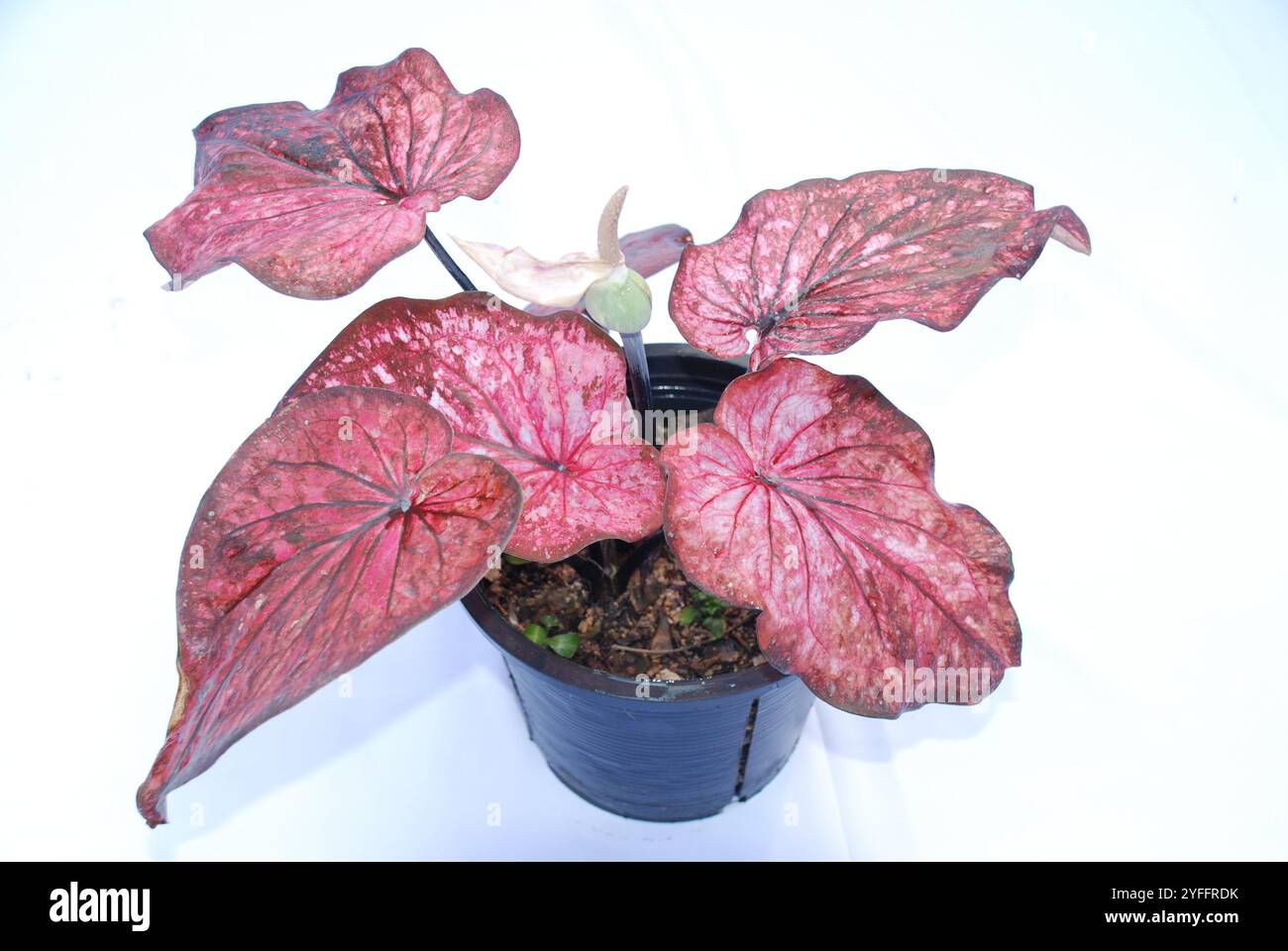 Caladium bicolor, called Heart of Jesus planted on pot isolated on ...