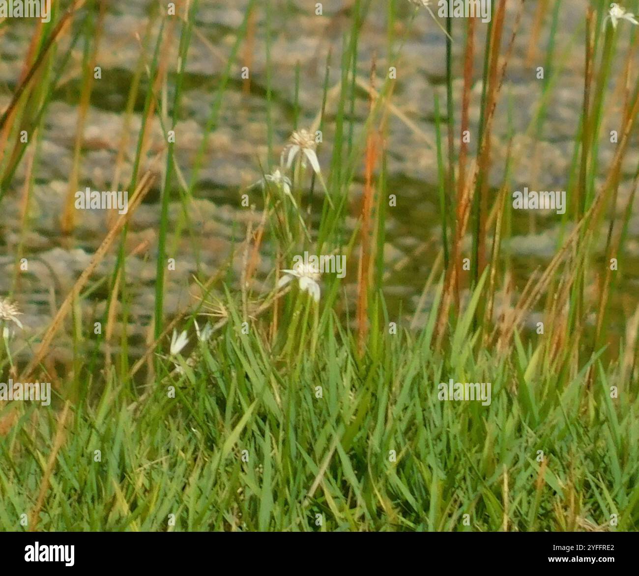 whitetop sedge (Rhynchospora colorata Stock Photo - Alamy
