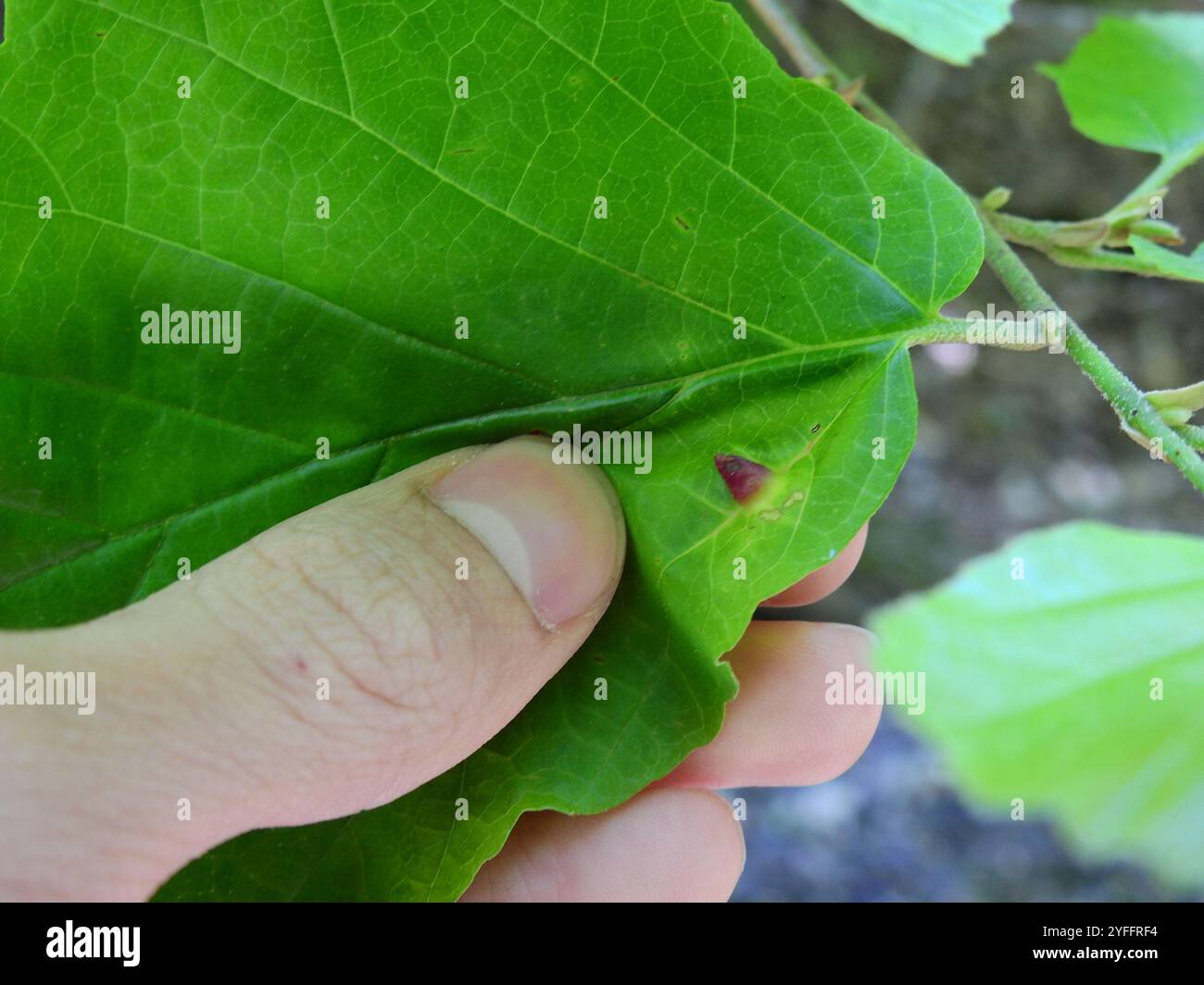 Witch-hazel Cone Gall Aphid (Hormaphis hamamelidis Stock Photo - Alamy