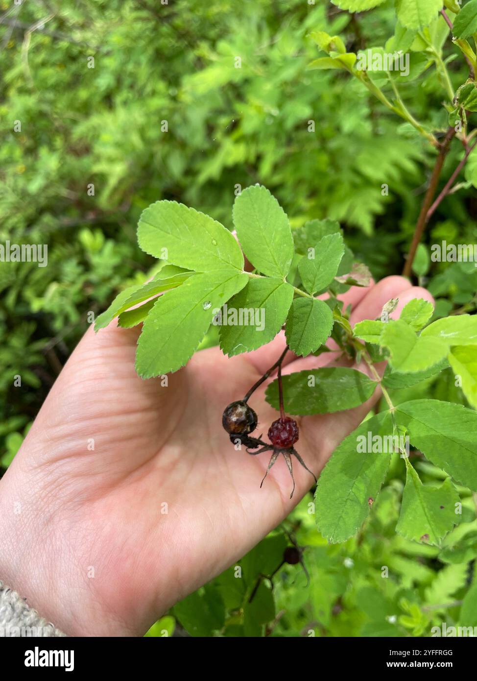 Rosa palustris swamp rose hi-res stock photography and images - Alamy