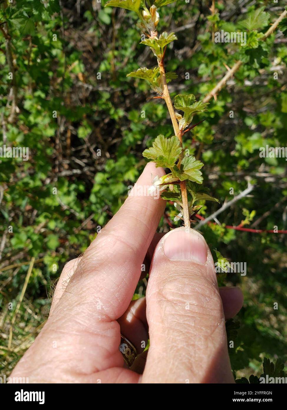 Canadian gooseberry (Ribes oxyacanthoides Stock Photo - Alamy