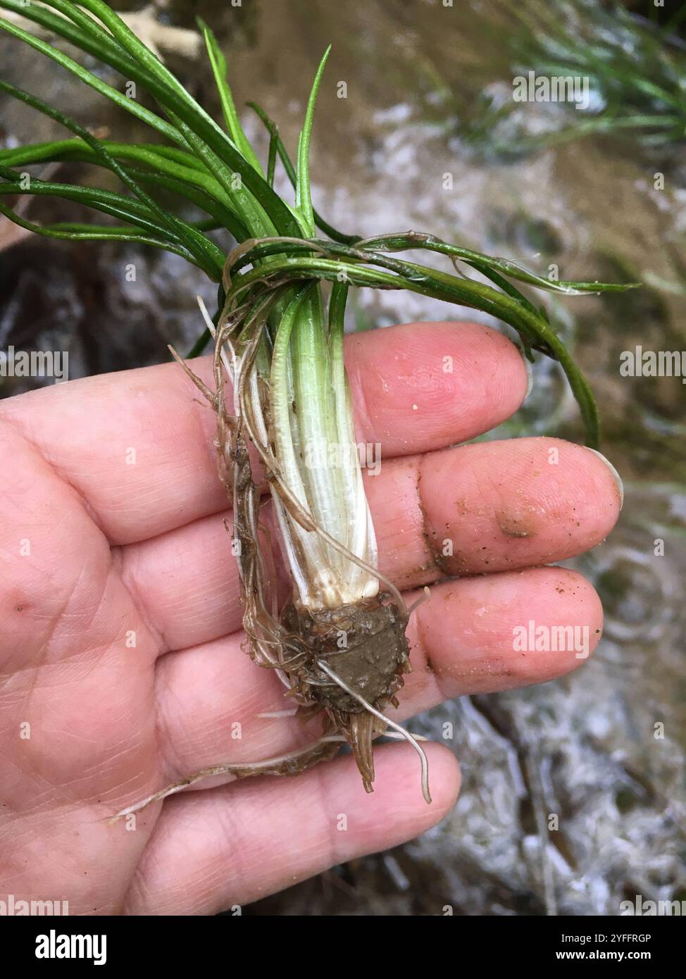 Quillworts hi-res stock photography and images - Alamy