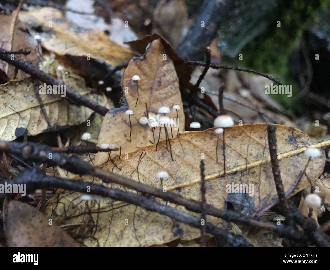 Oak-leaf Pinwheel (Collybiopsis quercophila Stock Photo - Alamy
