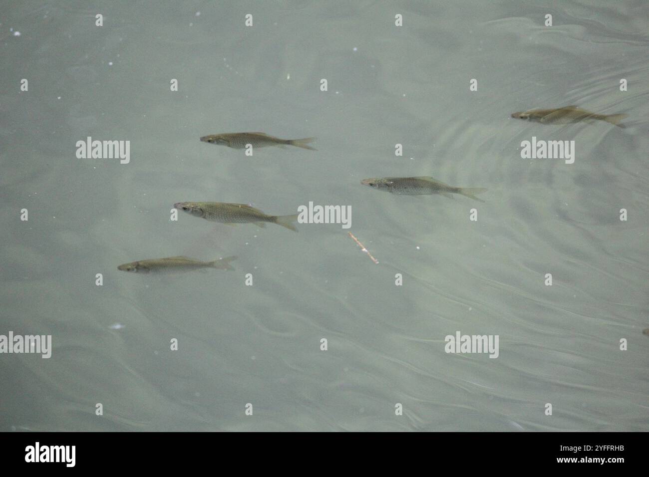 Ray-finned Fishes (Actinopterygii Stock Photo - Alamy