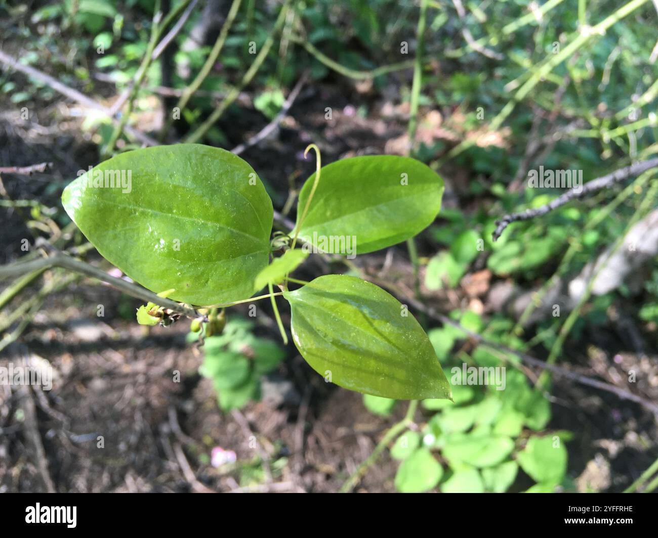 roundleaf greenbrier (Smilax rotundifolia Stock Photo - Alamy
