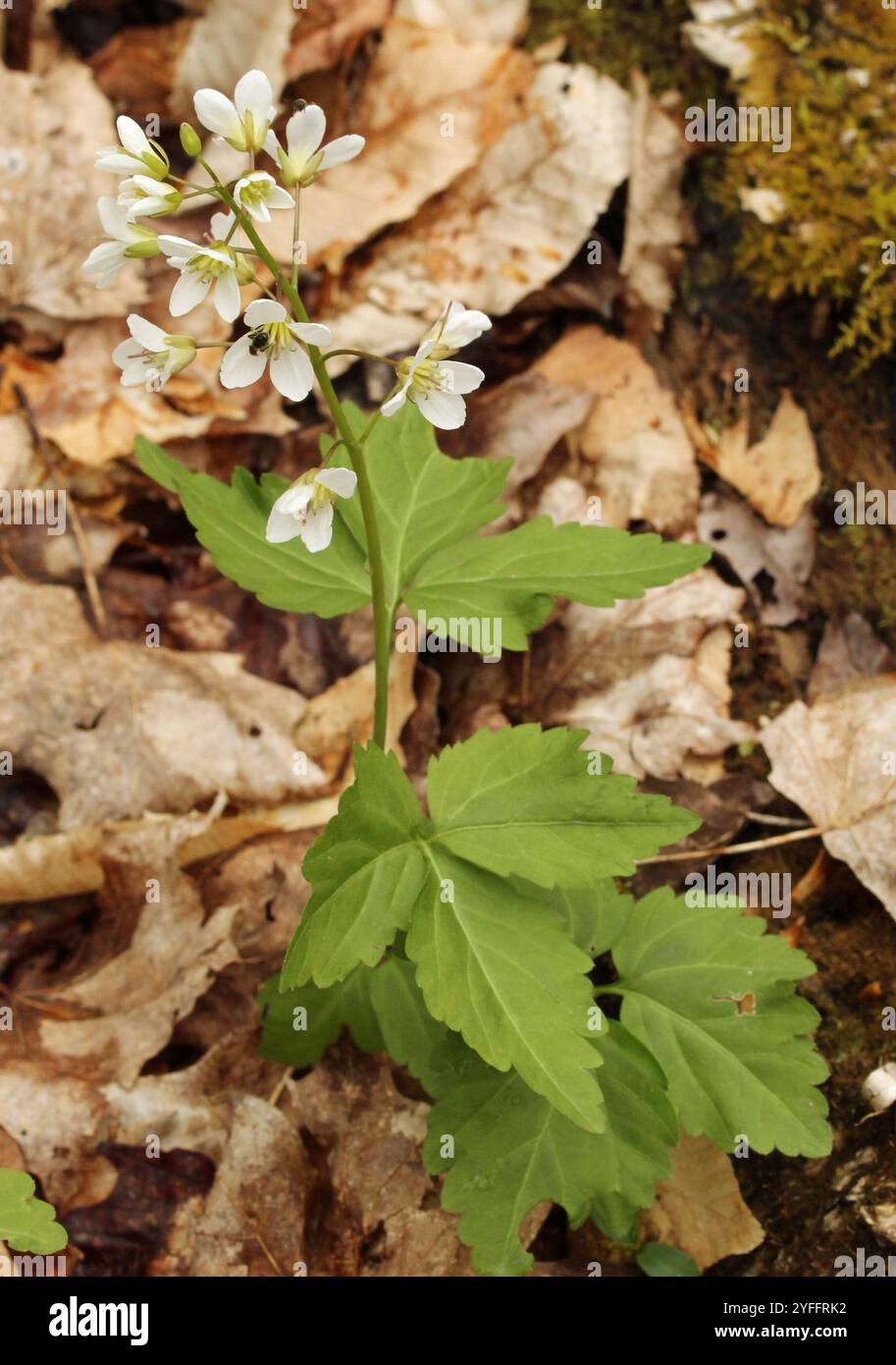 Two-leaved Toothwort (Cardamine diphylla Stock Photo - Alamy