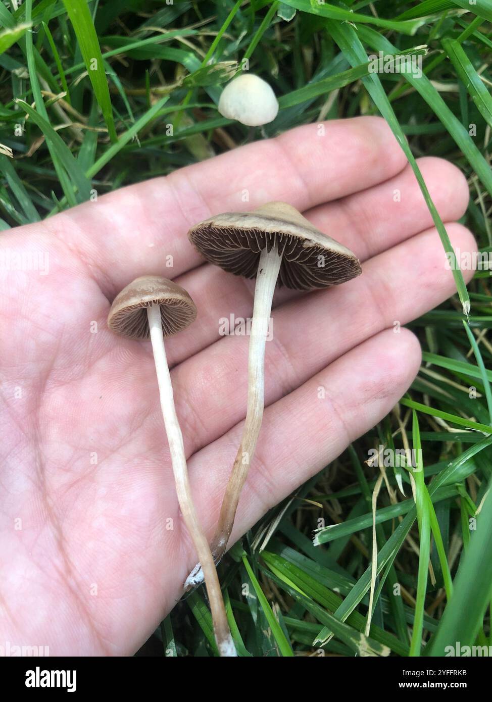 Mower's Mushroom (Panaeolus foenisecii Stock Photo - Alamy