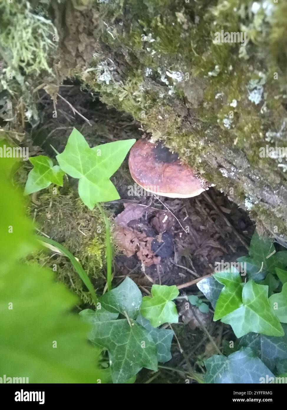 Northern Red Belt (Fomitopsis mounceae Stock Photo - Alamy