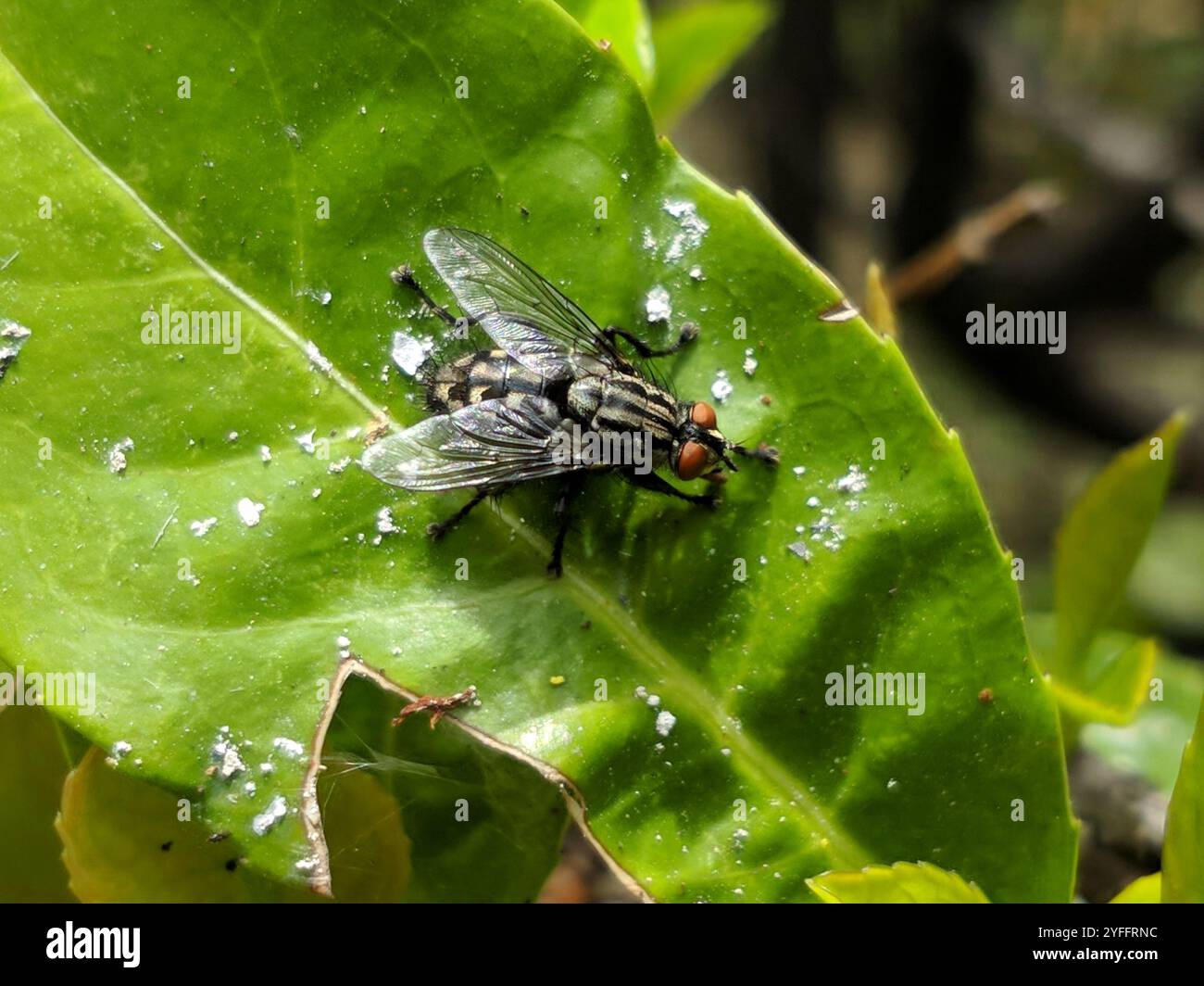 Common Flesh Flies (Sarcophaga Stock Photo - Alamy