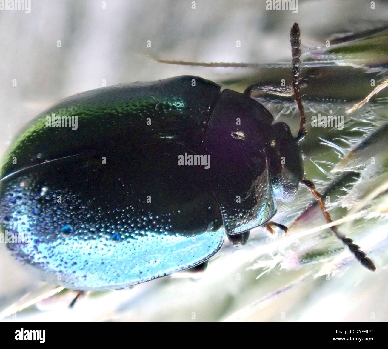 Willow Leaf Beetle (Plagiodera versicolora Stock Photo - Alamy