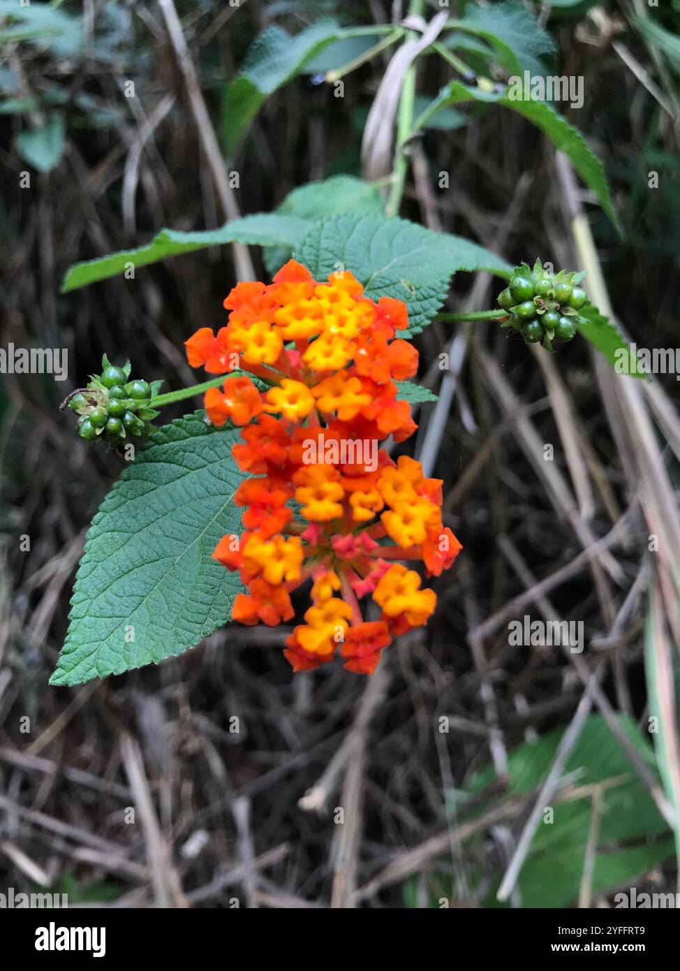 common lantana (Lantana camara Stock Photo - Alamy common lantana (Lantana camara Stock Photo - Alamy