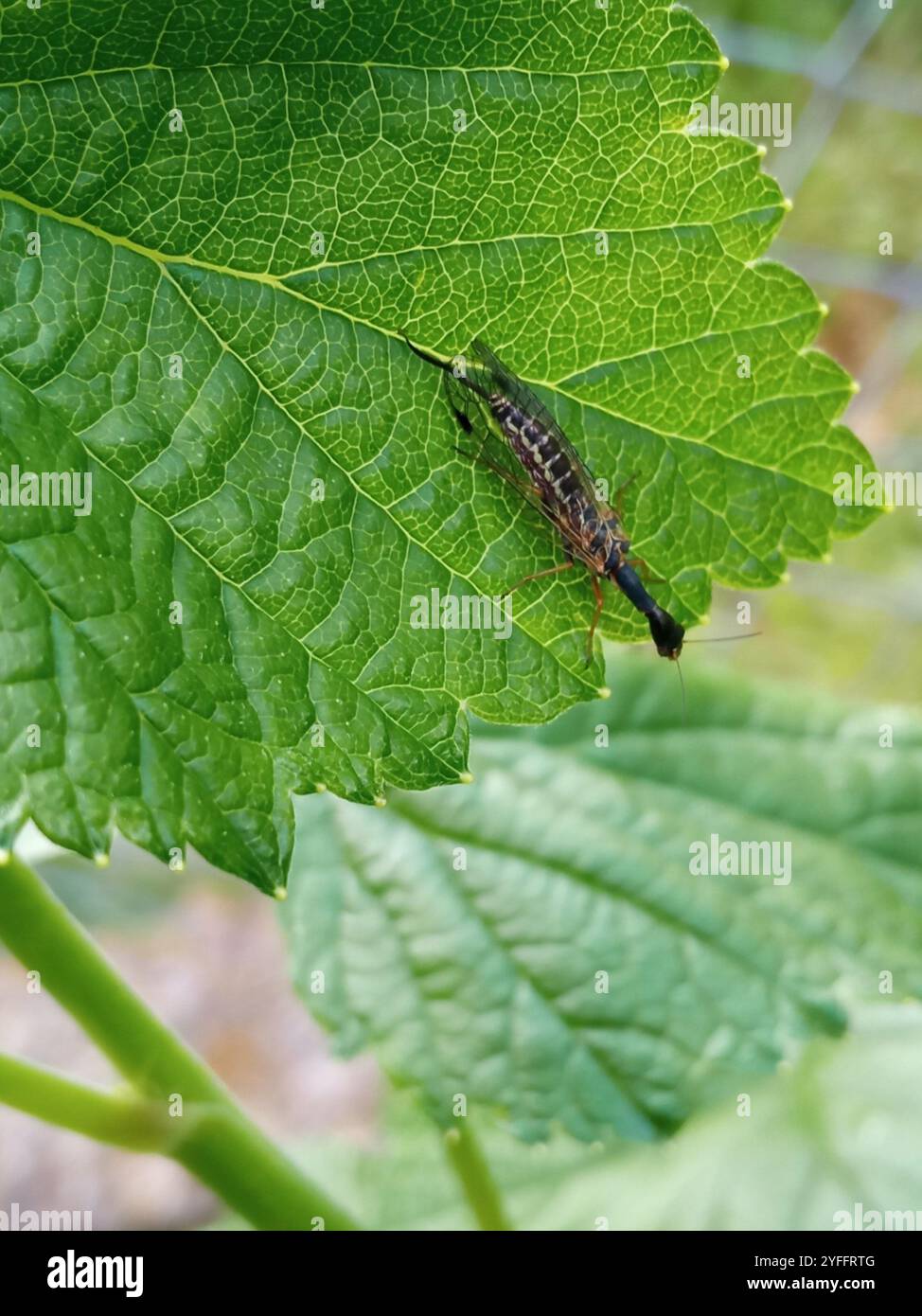 Raphidia hi-res stock photography and images - Alamy