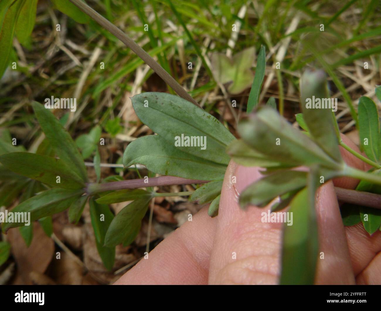 Wood Bedstraw (Galium sylvaticum Stock Photo - Alamy