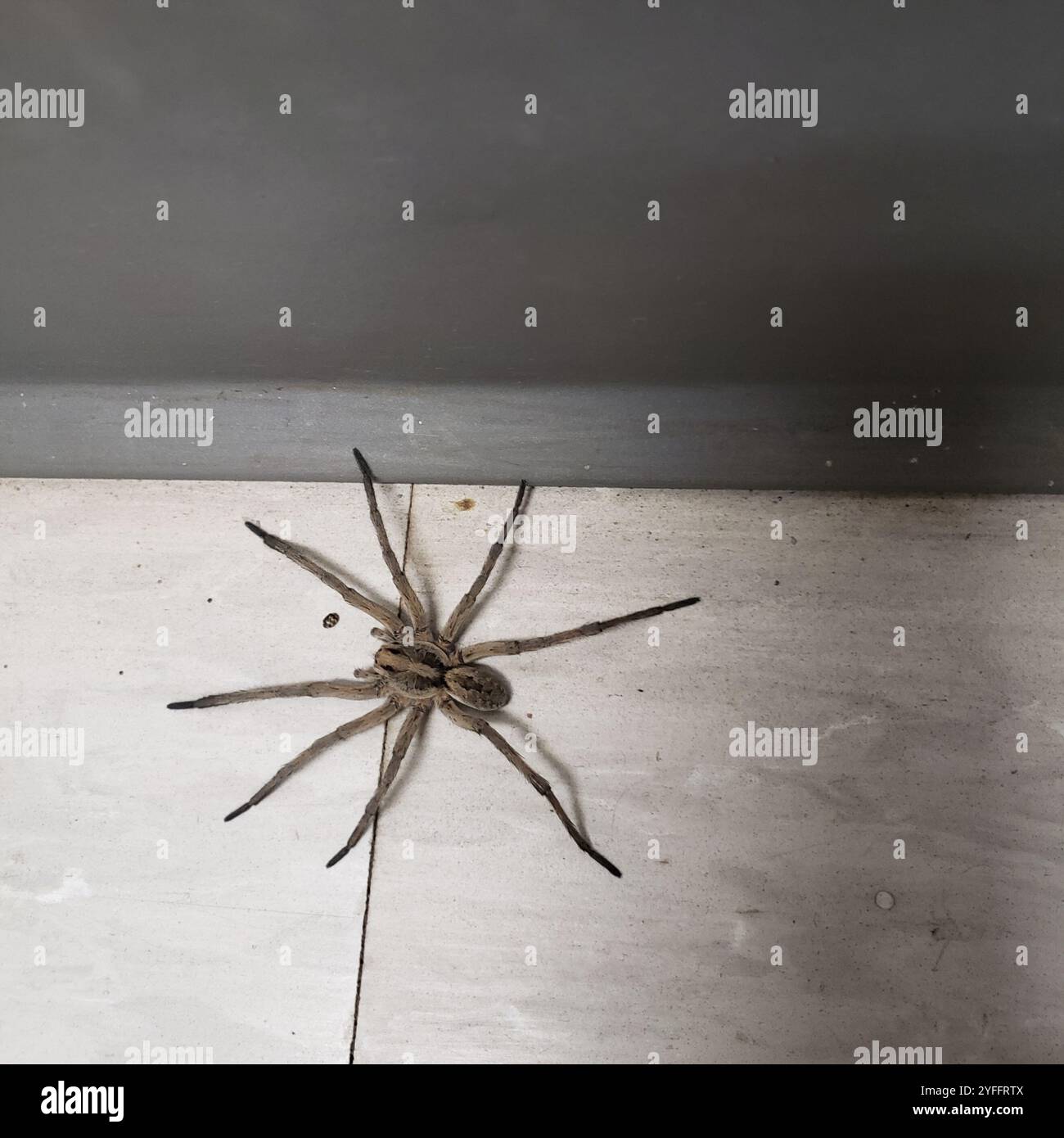 Carolina Wolf Spider (Hogna carolinensis Stock Photo - Alamy