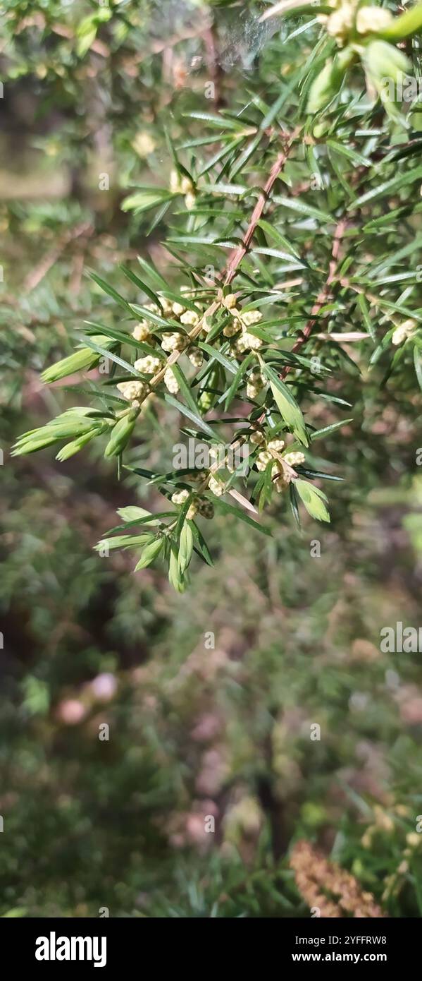 common juniper (Juniperus communis Stock Photo - Alamy
