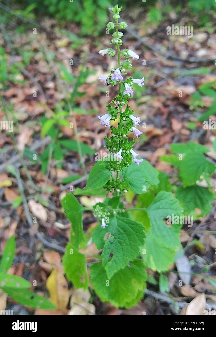 Tropical Bushmint (Hyptis mutabilis Stock Photo - Alamy