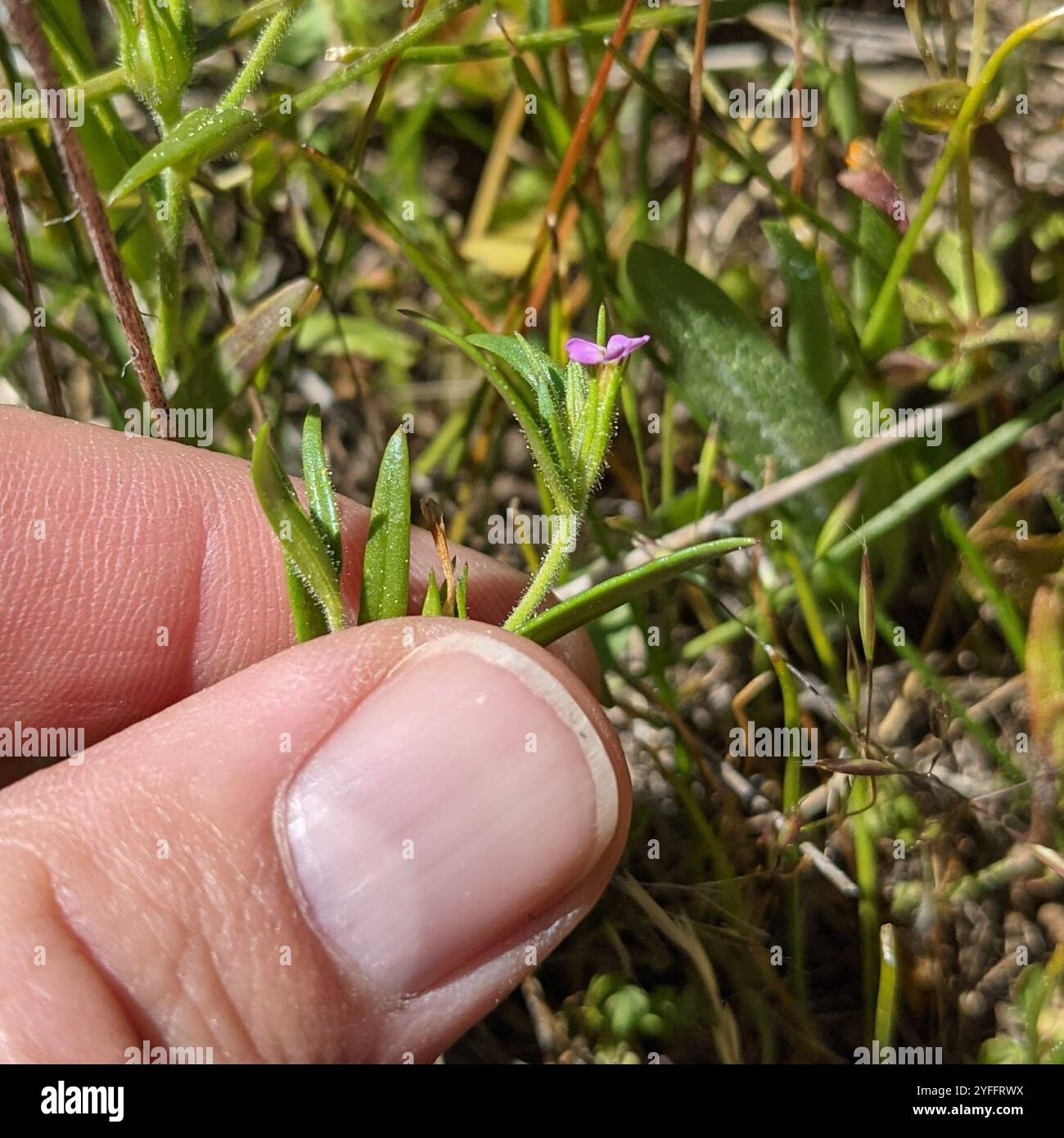 slender phlox (Microsteris gracilis Stock Photo - Alamy