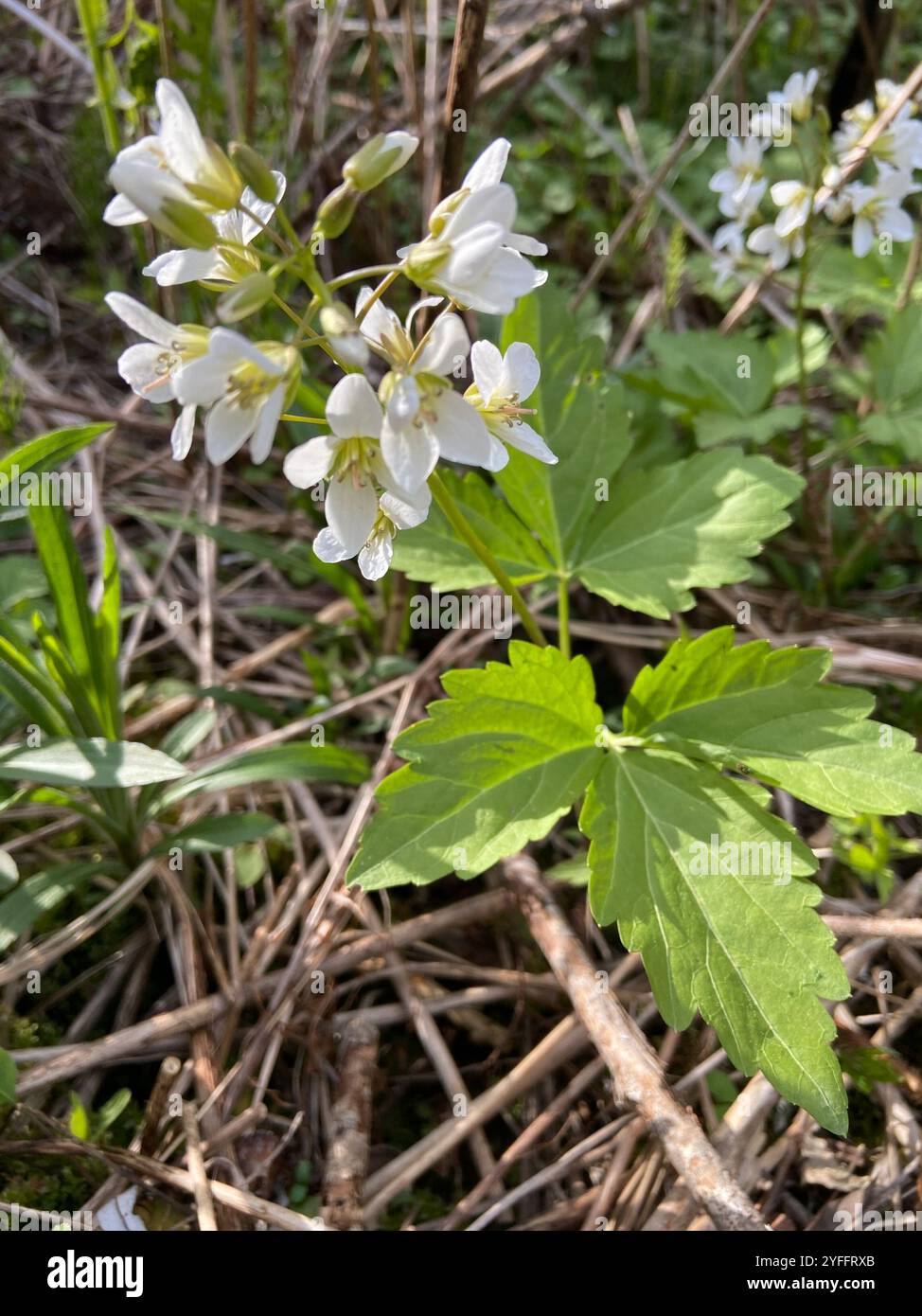 Two-leaved Toothwort (Cardamine diphylla Stock Photo - Alamy