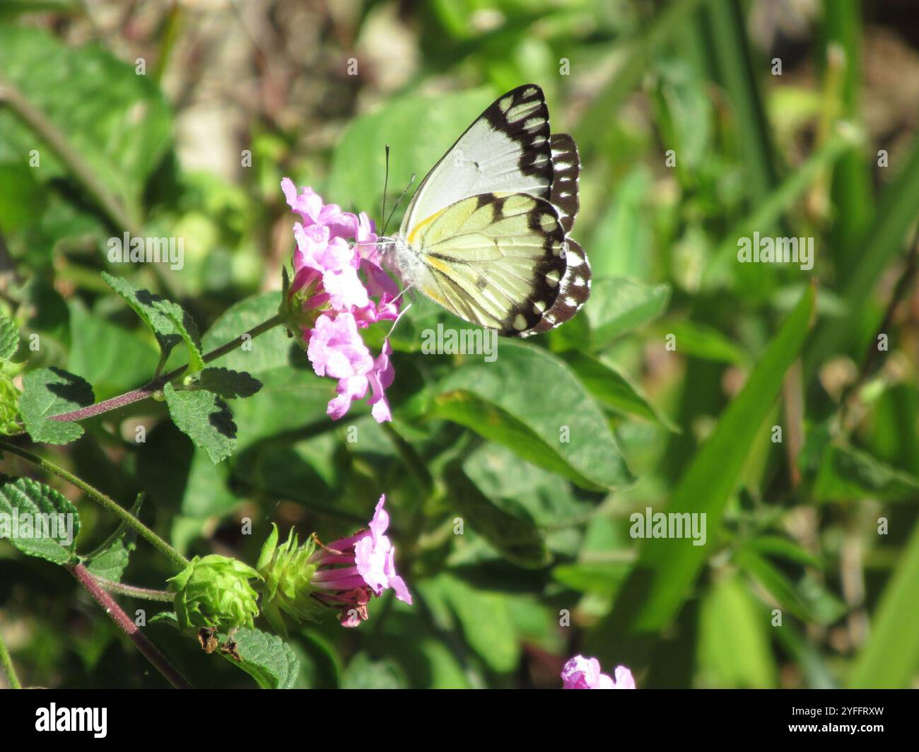 African Common White (Belenois creona severina Stock Photo - Alamy