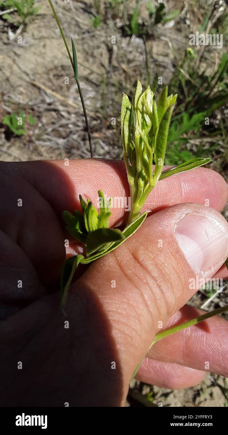 Slimflower Scurfpea (Pediomelum tenuiflorum Stock Photo - Alamy