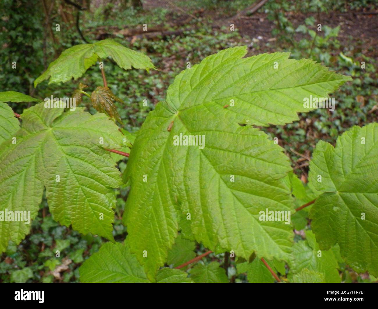 sycamore maple (Acer pseudoplatanus Stock Photo - Alamy